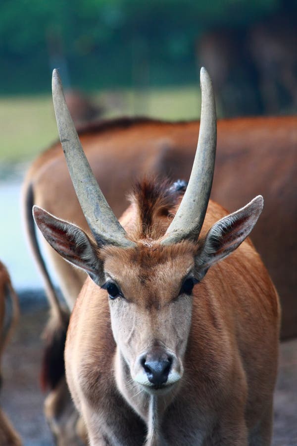 Commond Eland Antelope stock photo. Image of ungulates - 9588040