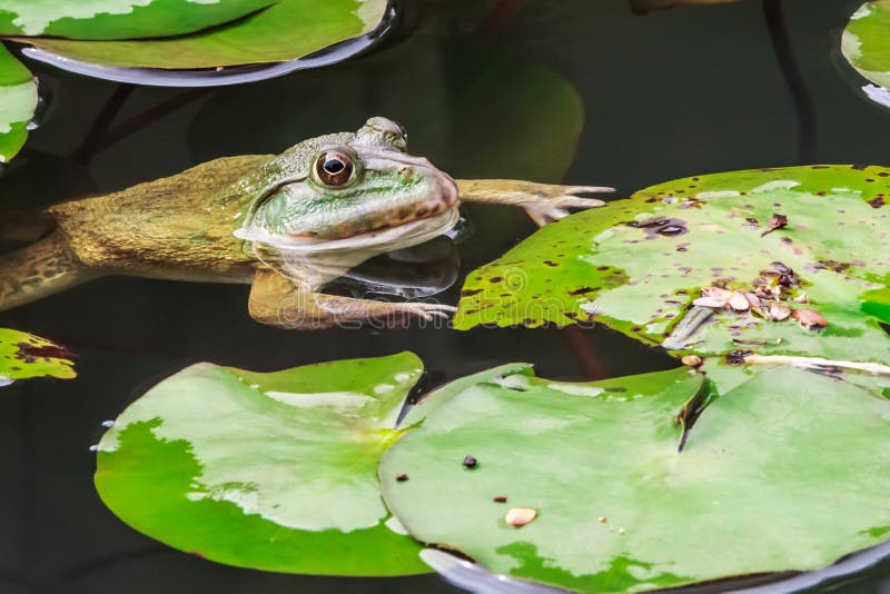Common Toad Swimming in Nature Environment Stock Image - Image of ...