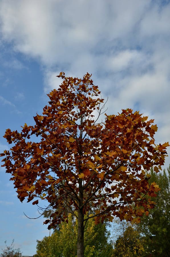 Liriodendron Tulipifera Fruit Stock Photos - Free & Royalty-Free Stock ...