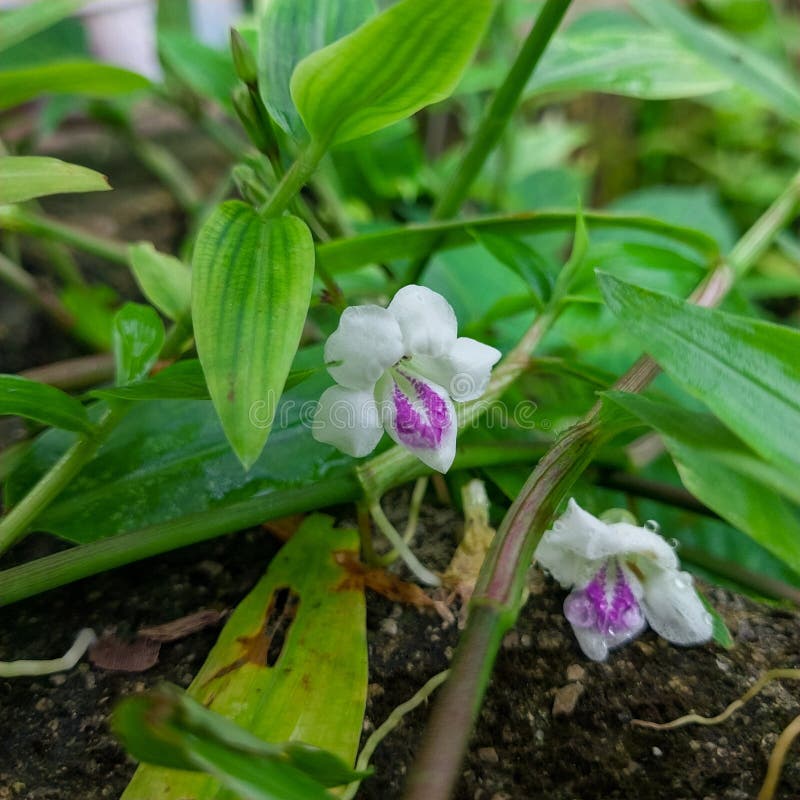 It is Commonly Known As the Chinese Violet Stock Image - Image of ...