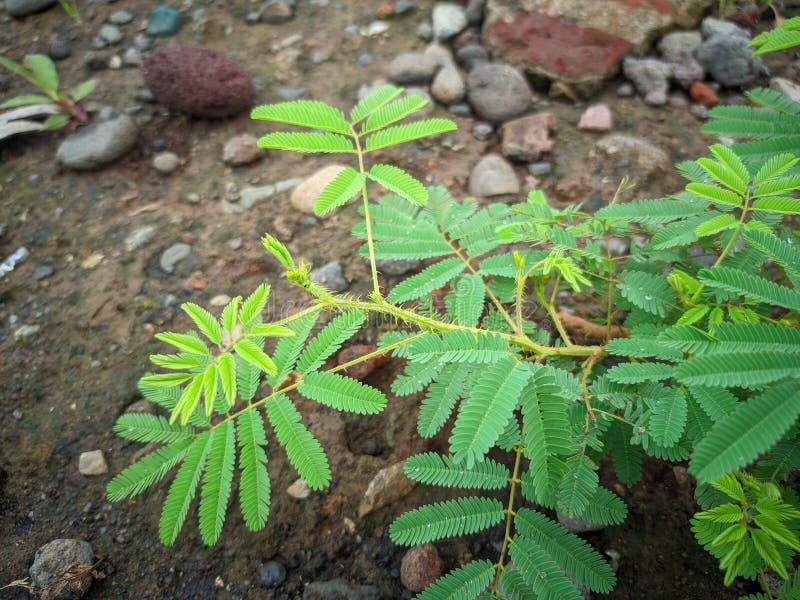 Mimosa Diplotricha is an Invasive Plant that Has a Pantropical ...