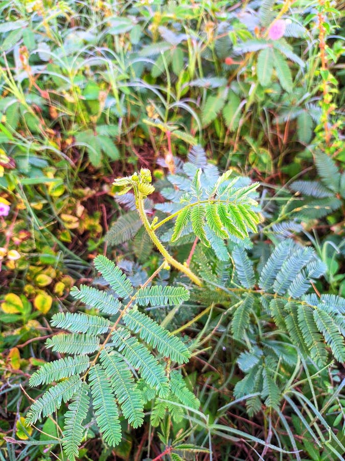 It is Commonly Known As the Giant Sensitive Plant, Giant False ...