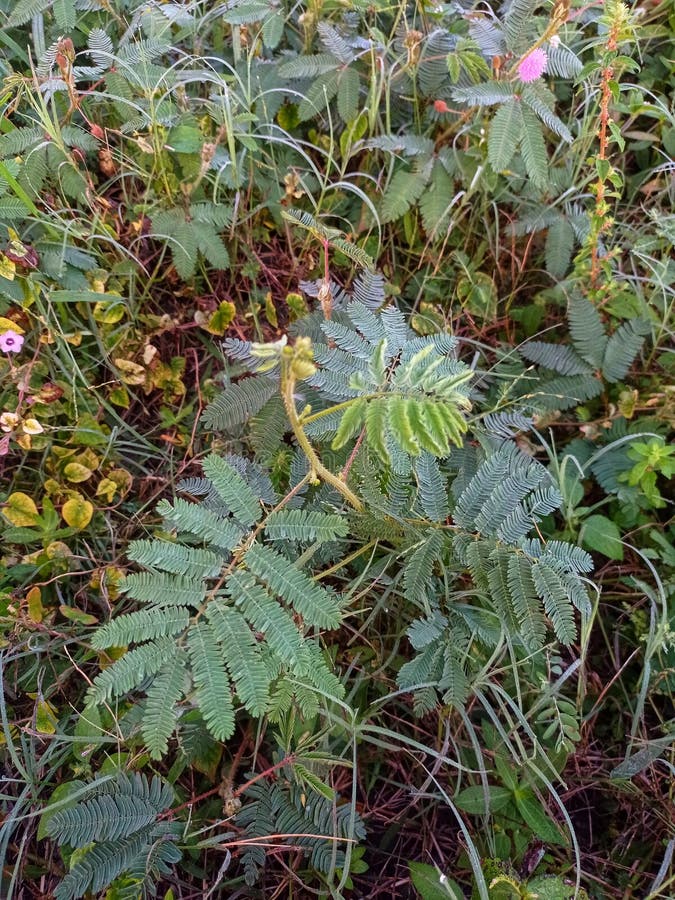 It is Commonly Known As the Giant Sensitive Plant, Giant False ...