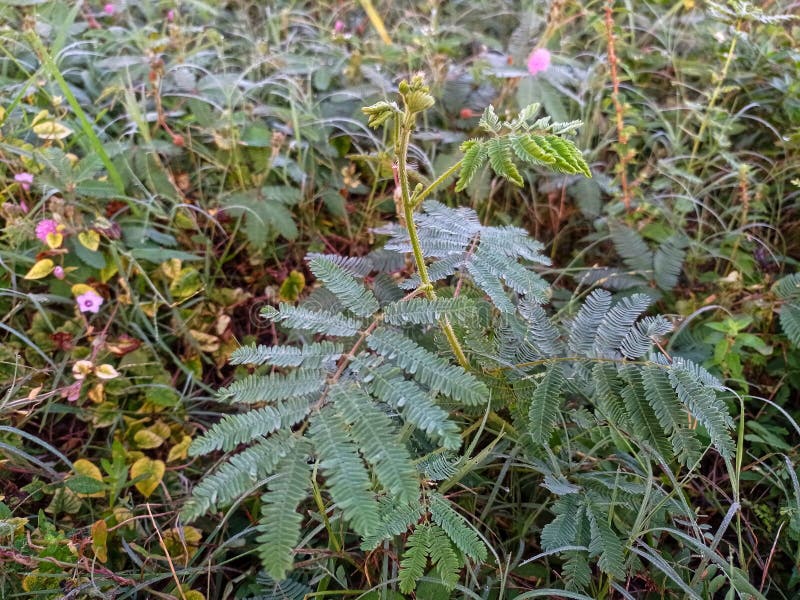 It is Commonly Known As the Giant Sensitive Plant, Giant False ...