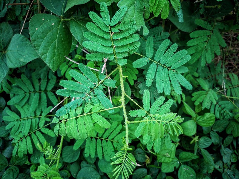 It is Commonly Known As the Giant Sensitive Plant. Stock Photo - Image ...