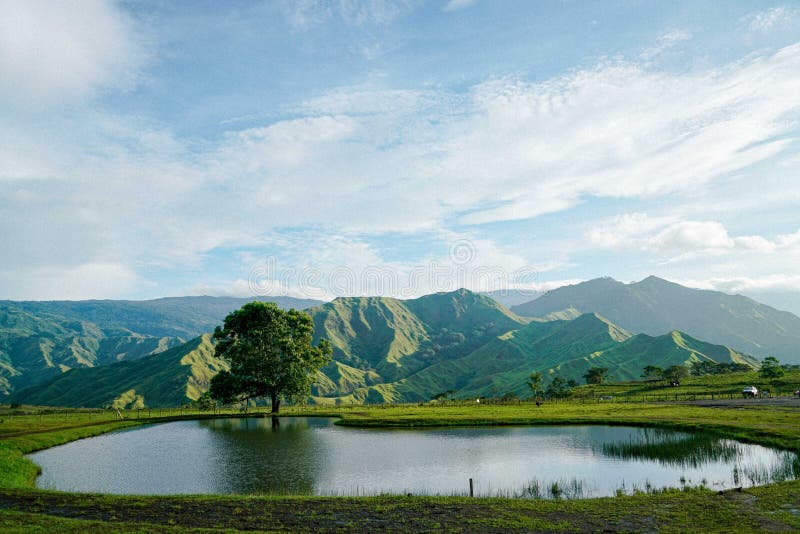 The Communal Ranch in Impasugong, Philippines, with a Single Tree by a ...