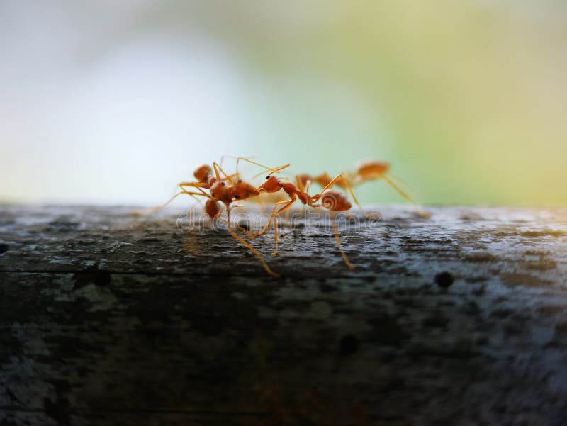 Communication Of Ants, Dialog, Links Stock Photo - Image of ties ...