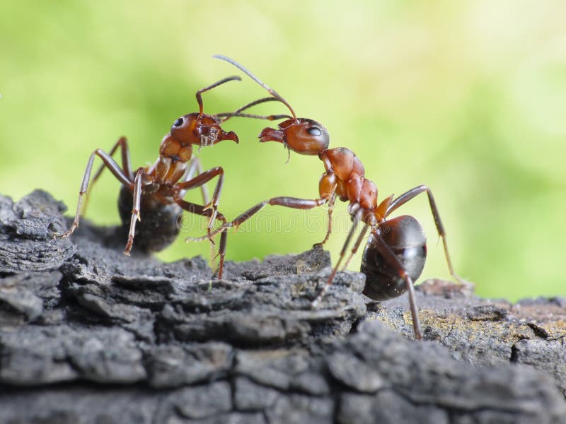 Communication of Ants, Dialog, Links Stock Photo - Image of ties ...