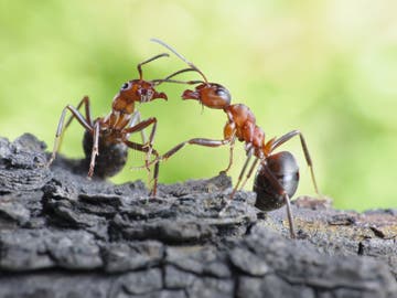 Communication of Ants, Dialog, Links Stock Photo - Image of ties ...