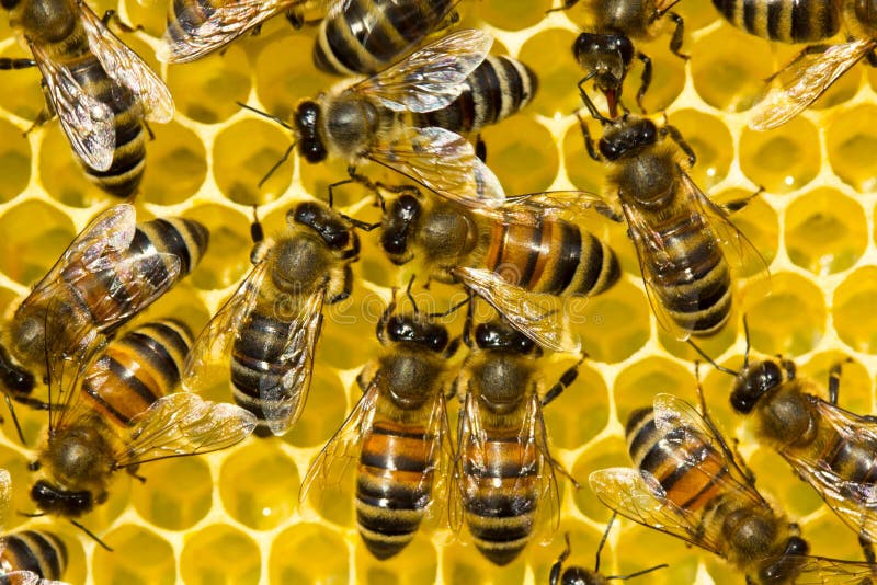 Communication bees stock image. Image of cell, bees, beekeeping - 56178923