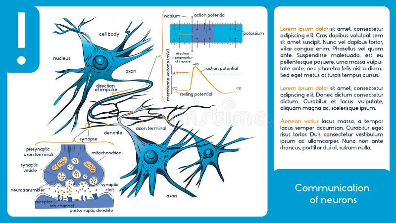 Communication of Neurons. Neurotransmitters. Stock Vector ...