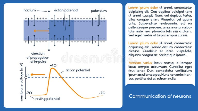 Neuron Membrane Stock Illustrations – 488 Neuron Membrane Stock ...