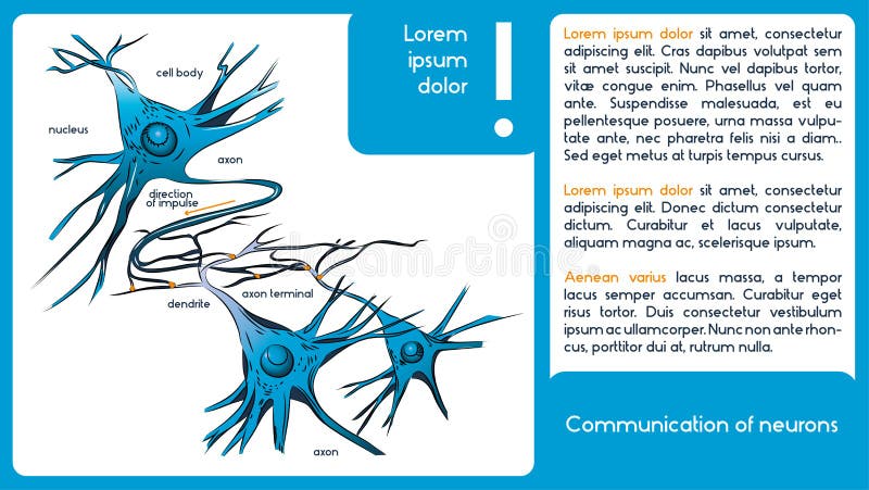 Communication of Neurons. Neurons. Stock Vector - Illustration of ...