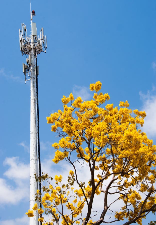 656 Primavera Tree Stock Photos - Free & Royalty-Free Stock Photos from ...