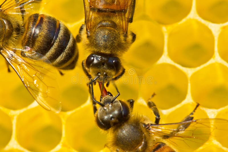 Communication two bees stock photo. Image of nectar, backgrounds - 98255820