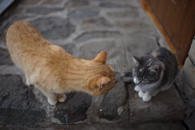 Communication of Two Cats in the Yard Stock Image - Image of ...