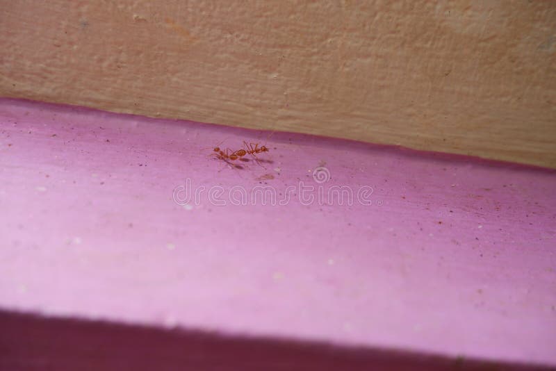 Communication of Ants.an Ants is Talking Stock Image - Image of ...