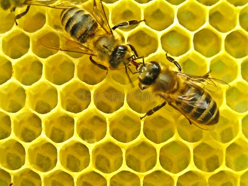 Community bees stock photo. Image of limb, role, entomology - 16681708