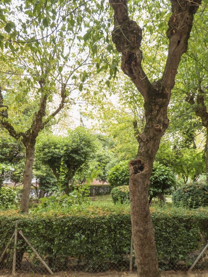 Community Garden Full of Shrubs and Trees Stock Image - Image of ...