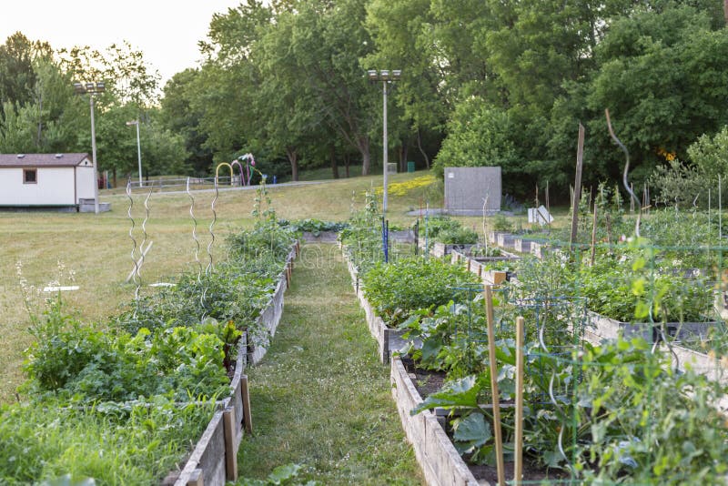 Community Garden in the Local Park. Vegetables Growing in Boxes Stock ...