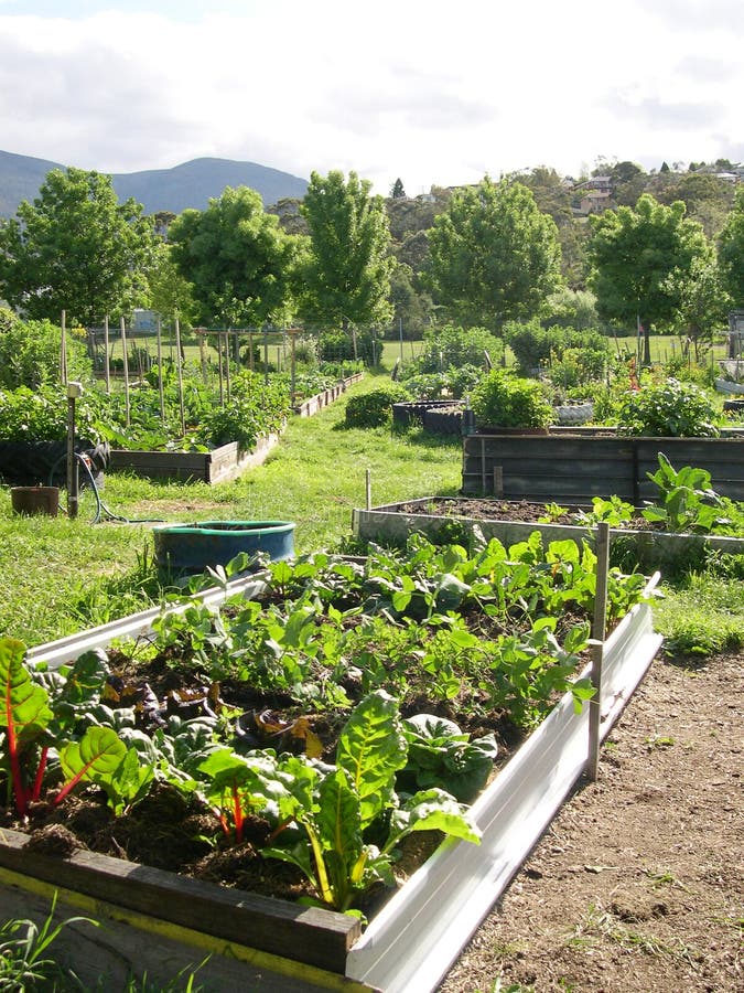 Community Garden stock image. Image of agriculture, allottment - 49783021