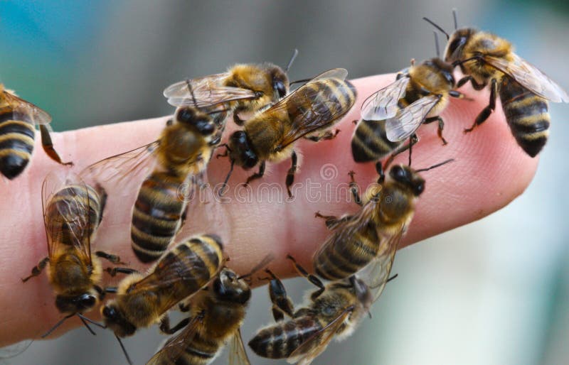 Community insects stock photo. Image of swarming, insects - 15616520