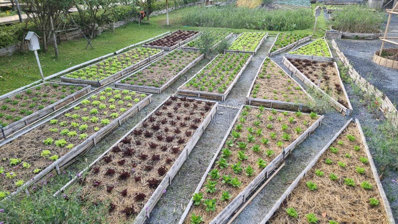 Community Kitchen Garden. Raised Garden Beds with Plants in Vegetable ...