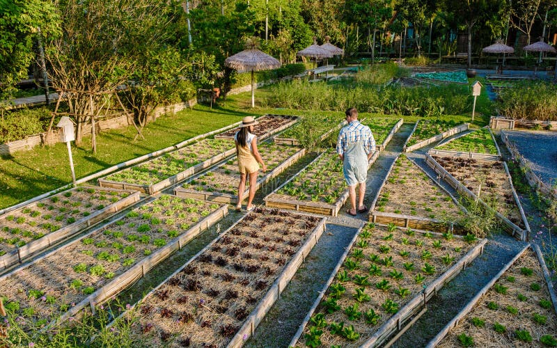 Community Kitchen Garden. Raised Garden Beds with Plants in Vegetable ...