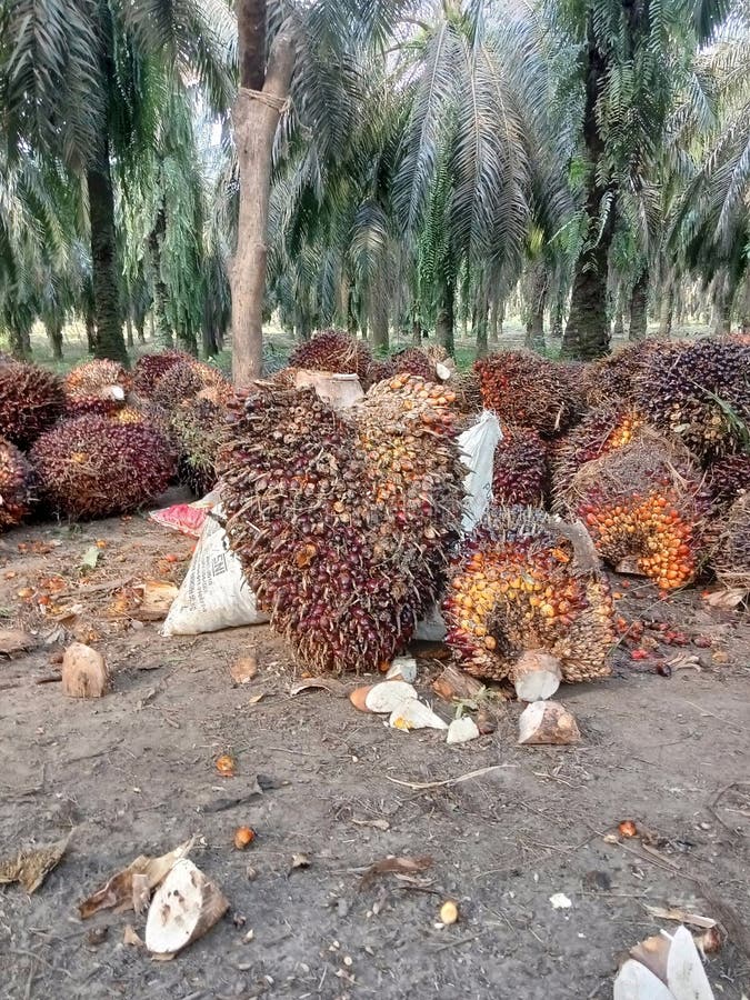 Community Life Support Palm Oil Stock Photo - Image of support, palm ...