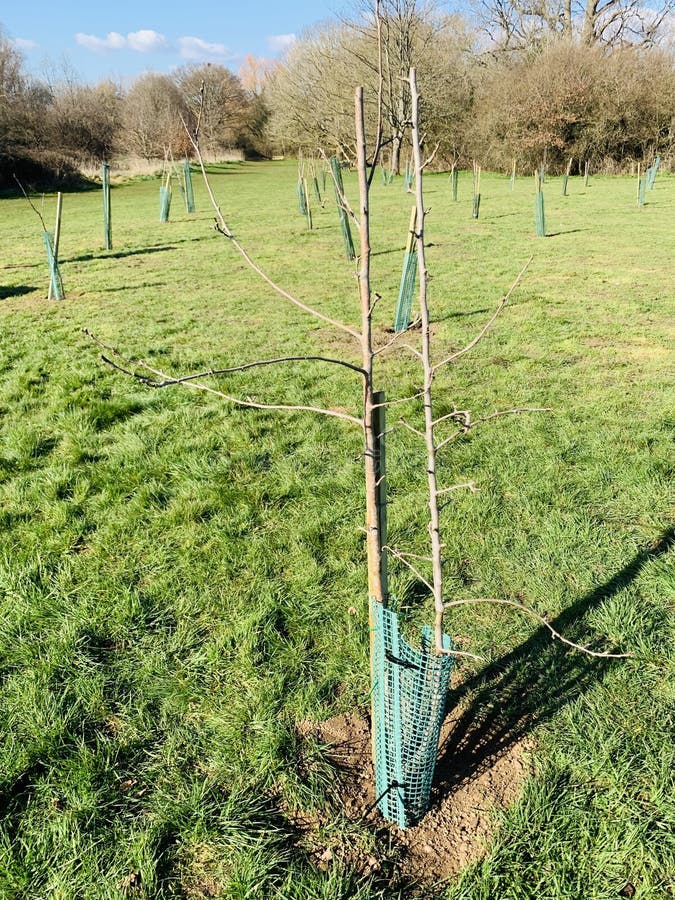 Community orchard portrait stock image. Image of trees - 244973755