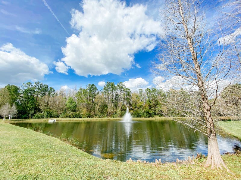 A community pond and tree stock photo. Image of leaf - 173529588