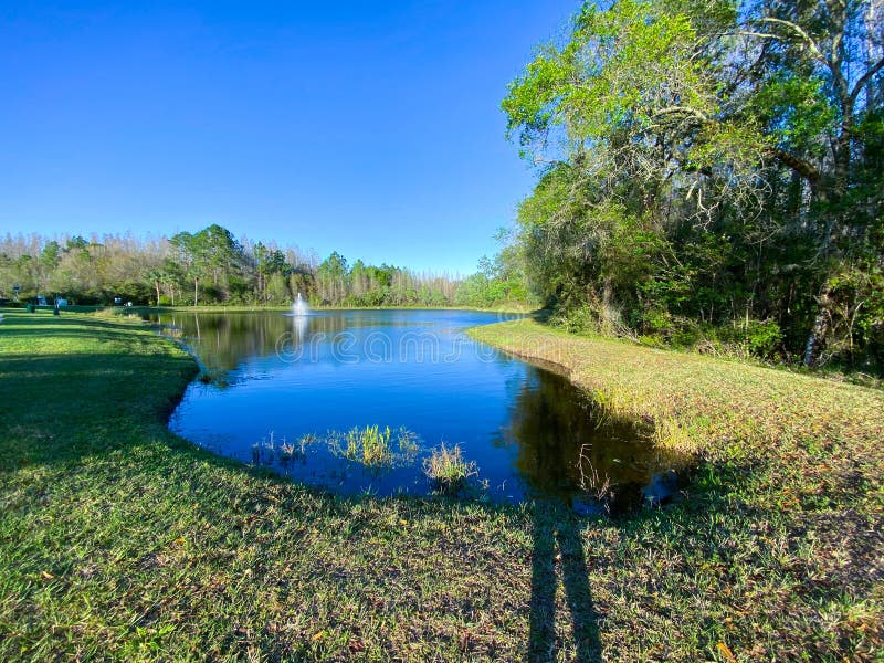 A community pond and tree stock photo. Image of florida - 174085444
