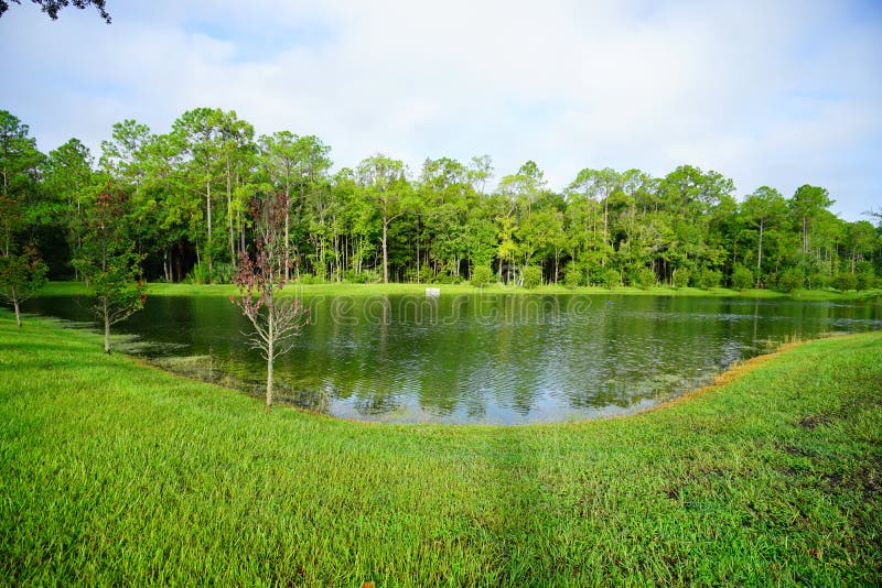 A community pond and tree stock image. Image of color - 157495811