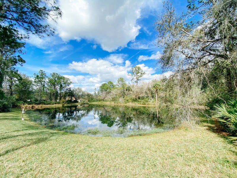 A community pond and tree stock image. Image of global - 173529593