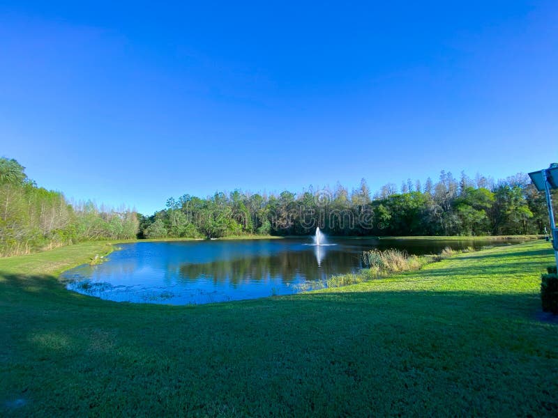 A community pond and tree stock image. Image of beautiful - 174085459