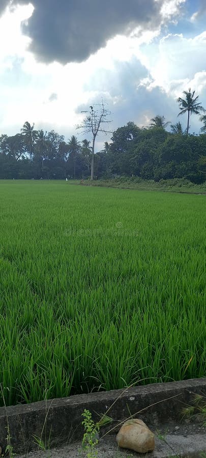 Community Rice Fields Have Started To Plant Rice Again Stock Image ...