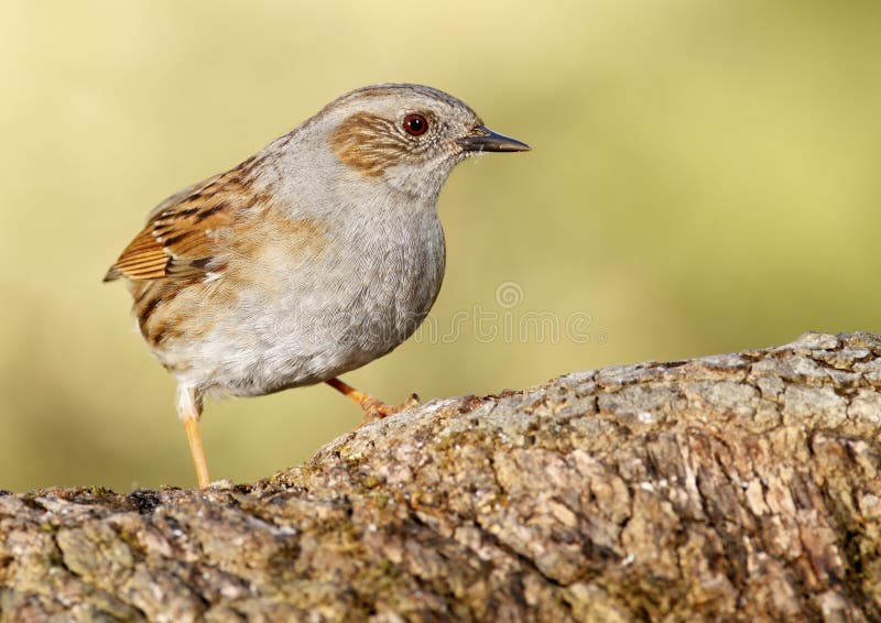 Comn Accentor stock photo. Image of sparrow, innkeeper - 18857704