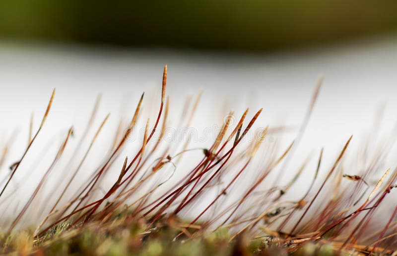 Como O Fundo Do Musgo Do Tortula Da Neve Imagem de Stock - Imagem de ...