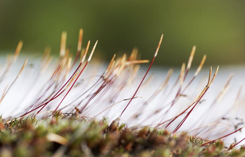 Como O Fundo Do Musgo Do Tortula Da Neve Foto de Stock - Imagem de ...