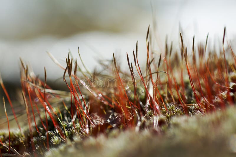 Como O Fundo Do Musgo Do Tortula Da Neve Foto de Stock - Imagem de ...