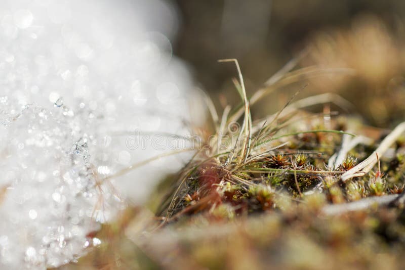 Como O Fundo Do Musgo Do Tortula Da Neve Foto de Stock - Imagem de ...