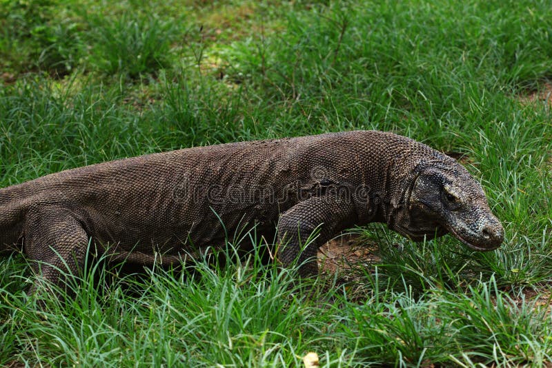 Comodo fotografia stock. Immagine di basso, aperto, asia - 45872924