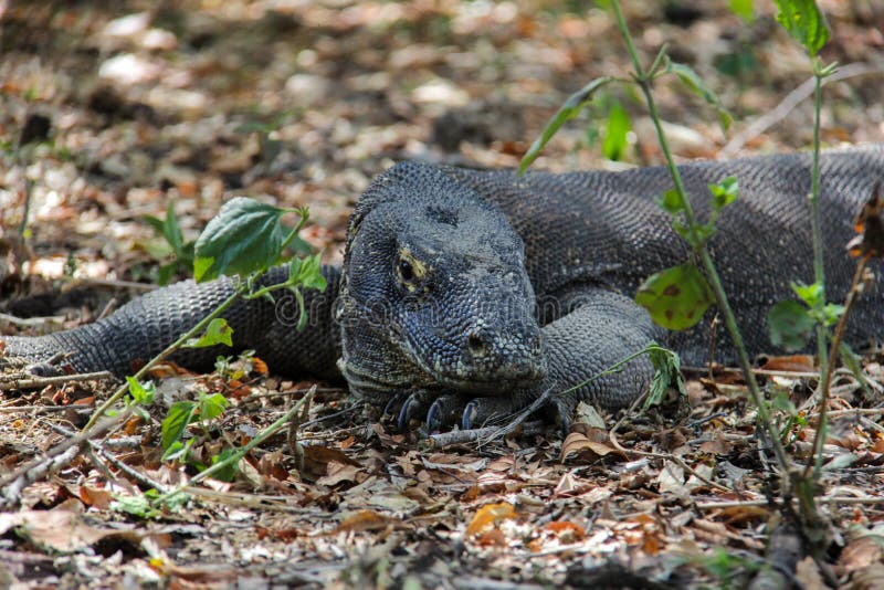 The comodo dragon stock image. Image of animal, lizard - 149070487