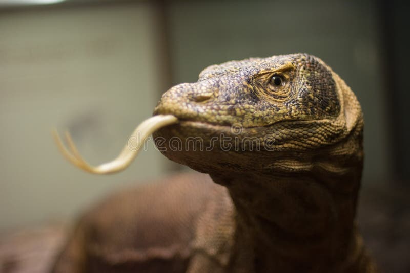 Comodo dragon stock image. Image of deer, domesticated - 81360795