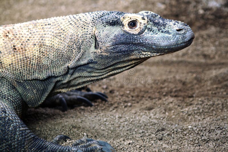Comodo Dragon stock photo. Image of closeshot, wildlife - 48198502