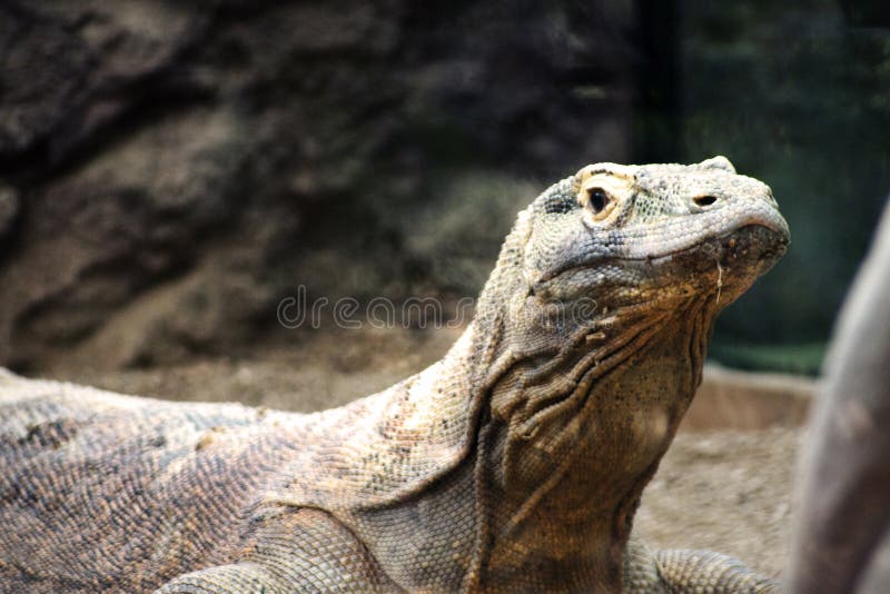 Comodo Dragon stock image. Image of alive, background - 42551579