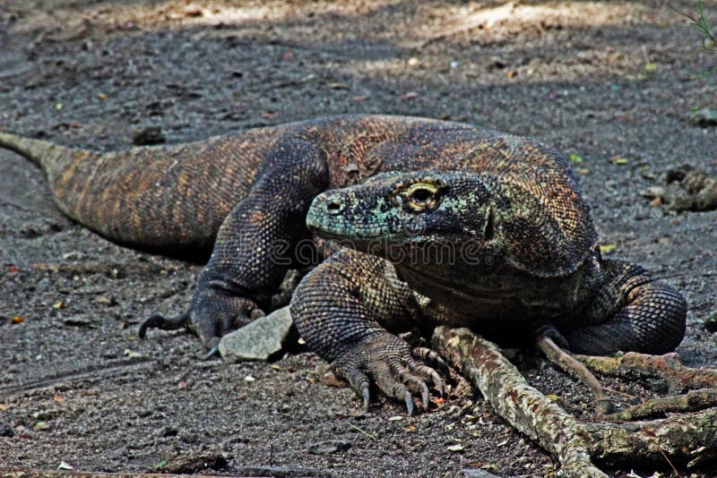 The Comodo Dragon stock photo. Image of reptil, indonesian - 71267746