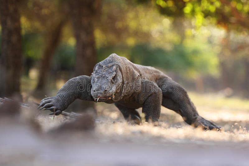 Komodo Dragon, Scientific Name: Varanus Komodoensis. Scenic View on the ...
