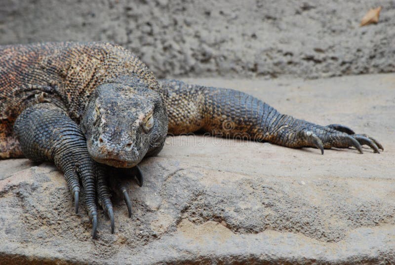 Comodo Dragon stock image. Image of alive, background - 42551579