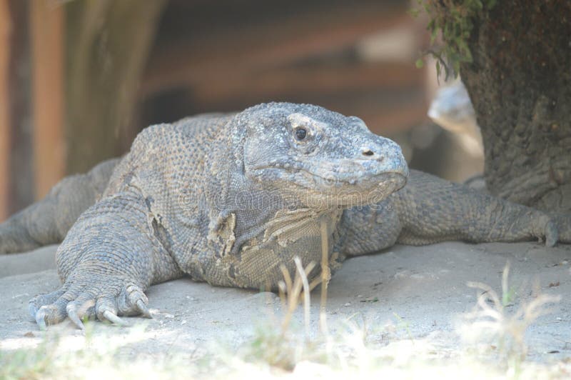 Comodo Dragon stock image. Image of alive, background - 42551579